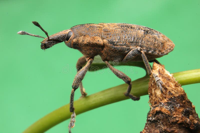 Weevil bug close up stock photo. Image of macrophotography - 138876100