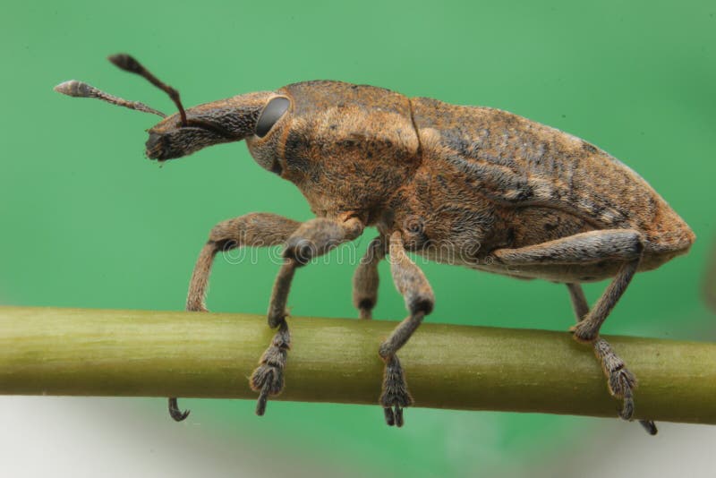 Weevil bug close up stock photo. Image of macrophotography - 138876100