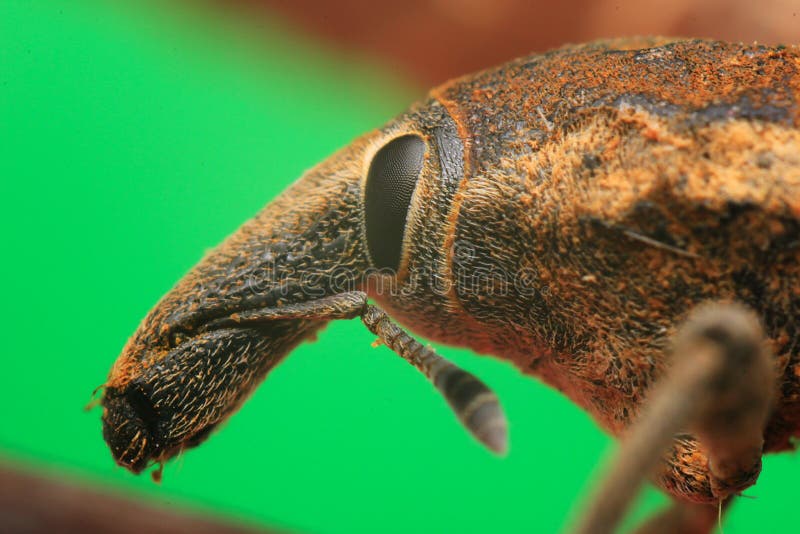 Weevil bug close up stock image. Image of weevil, insect - 138876159