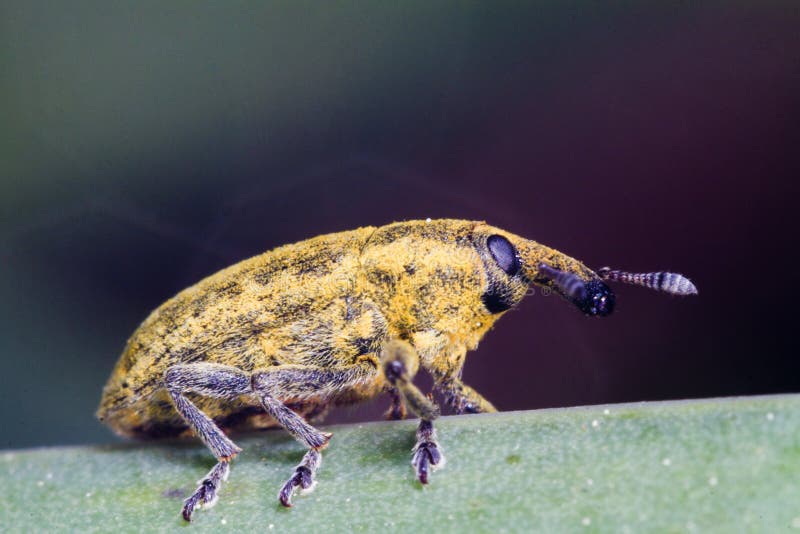 Weevil insect stock photo. Image of plant, nature, antenna - 12283140