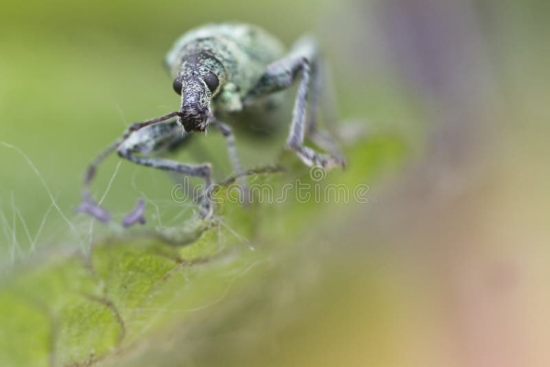 Weevil Face Closeup stock photo. Image of weevil, close - 8439928