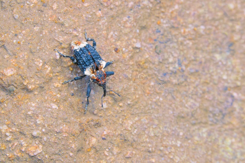 Weevil stock image. Image of snout, eucryptorrhynchus - 271848823