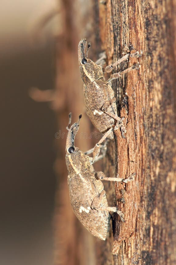 Weevil stock photo. Image of wild, close, weevil, nature - 45086118