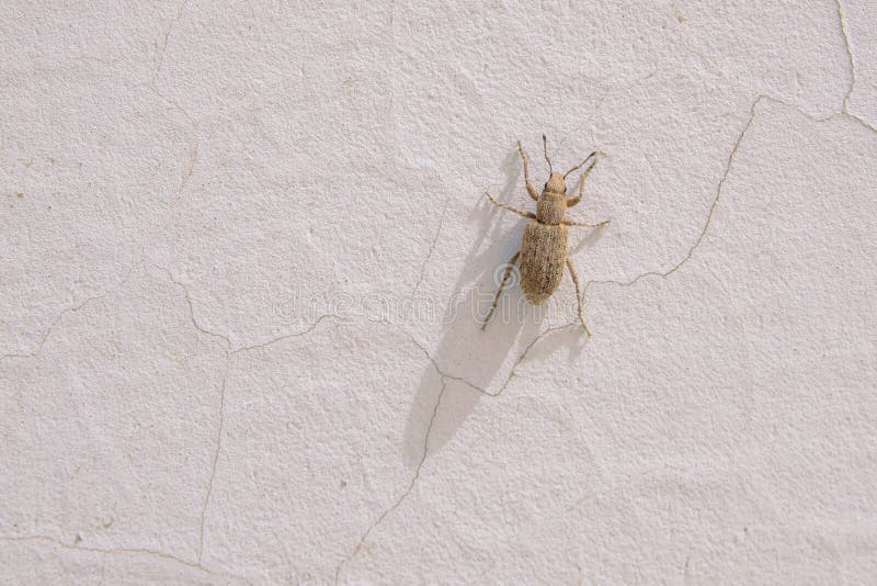 Zyzzyva Stock Photos - Free & Royalty-Free Stock Photos from Dreamstime