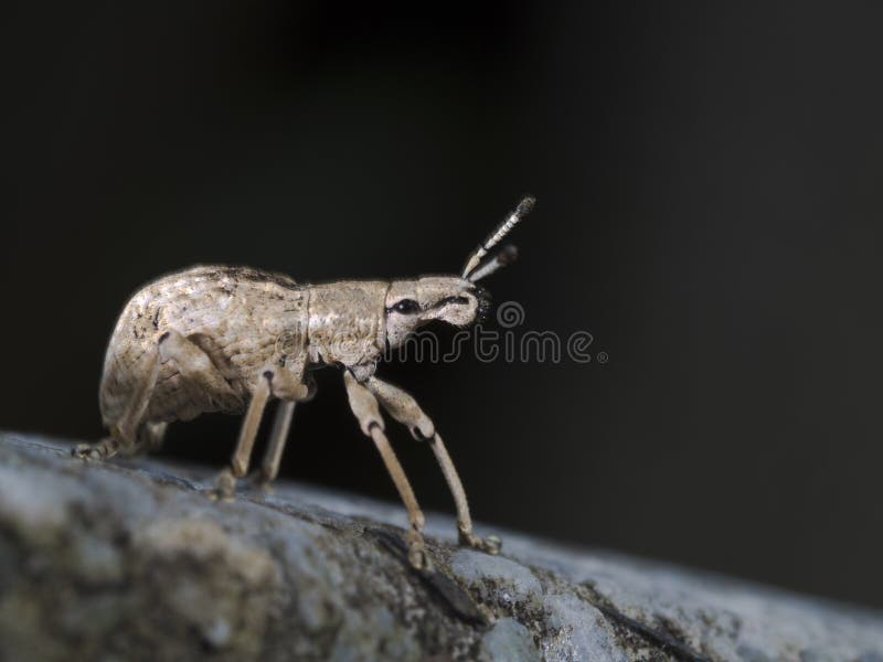 Weevil,Curculionidae stock image. Image of pest, invertebrate - 73422205
