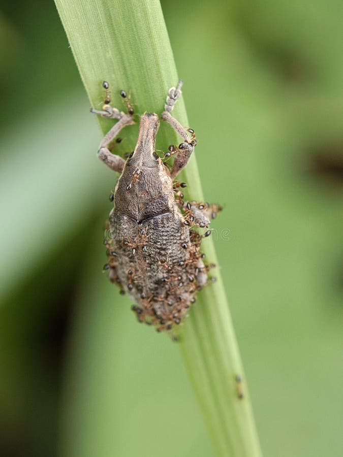 A Weevil Curculionidae is Heavily Infested with Numerous Small Ants ...
