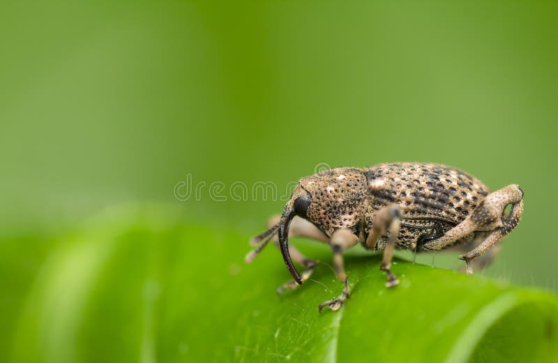 Curculionoidea Sp Stock Photos - Free & Royalty-Free Stock Photos from ...