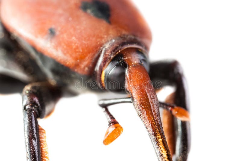 Weevil face stock image. Image of plague, insect, dryophthoridae - 39571859