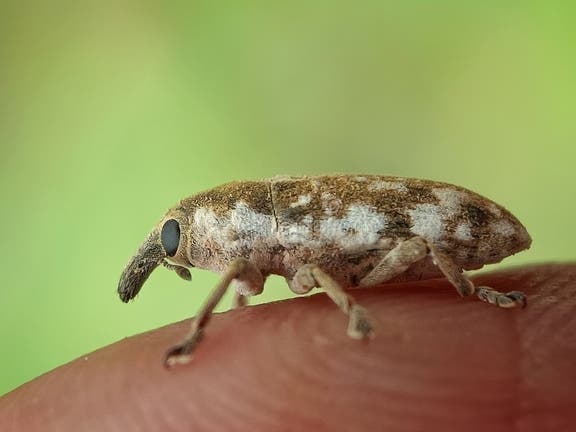 A Weevil on a Finger—tiny, Precise, and Powerful, Ready To Serve Nature ...