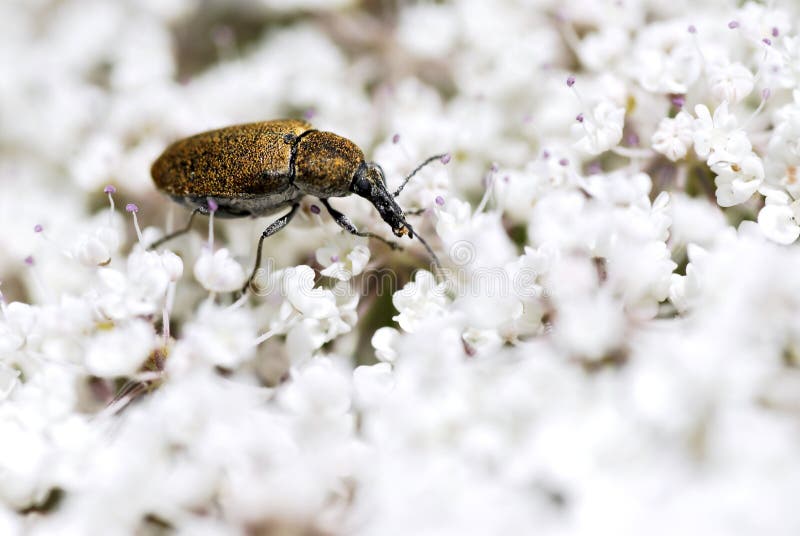 Weevil on flower stock photo. Image of antenna, white - 8658222