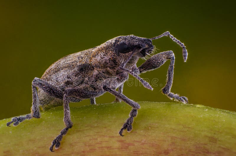Weevil on the grass macro stock image. Image of grain - 84136439