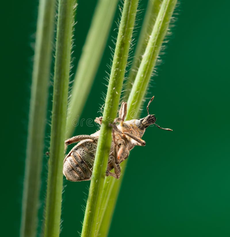 Weevil in grass stock image. Image of insect, invertebrate - 60971107