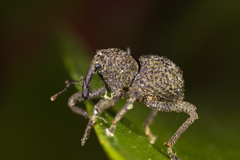 Weevil on Green Leaf Side View Stock Photo - Image of closeup, animal ...