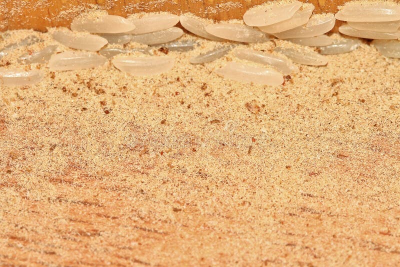 Rice weevils stock image. Image of infestation, close - 56437711