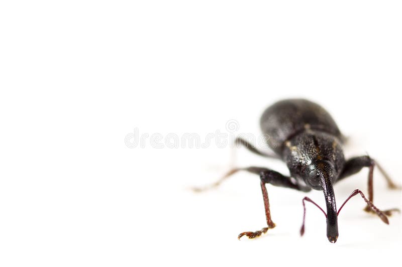 Weevil is Isolated on White Stock Image - Image of grasshopper, grass ...