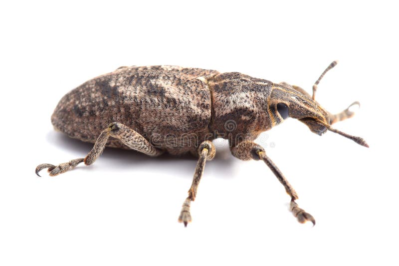 Weevil isolated on white stock photo. Image of pest, black - 30902174