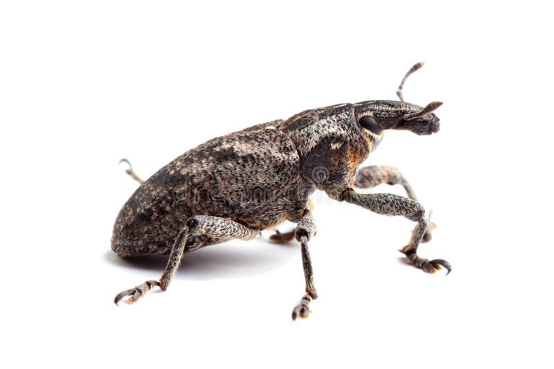 Weevil isolated on white stock image. Image of insects - 31321693
