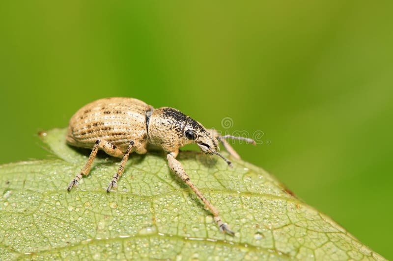 Weevil, a Kind of Insect Has a Long Nose Stock Photo - Image of outdoor ...