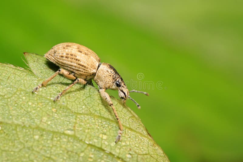 Weevil, a Kind of Insect Has a Long Nose Stock Photo - Image of antenna ...