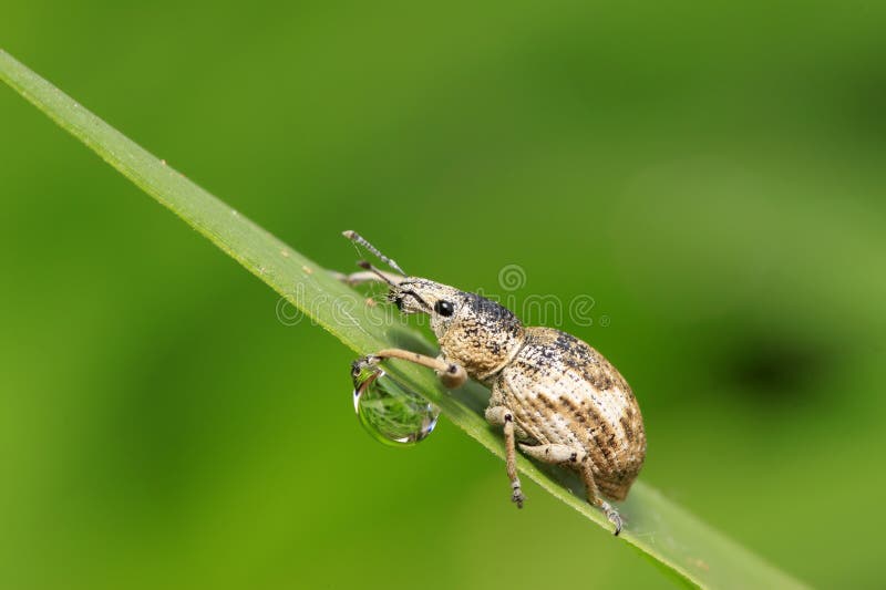 Weevil Kind Insect Has Long Nose Stock Photos - Free & Royalty-Free ...