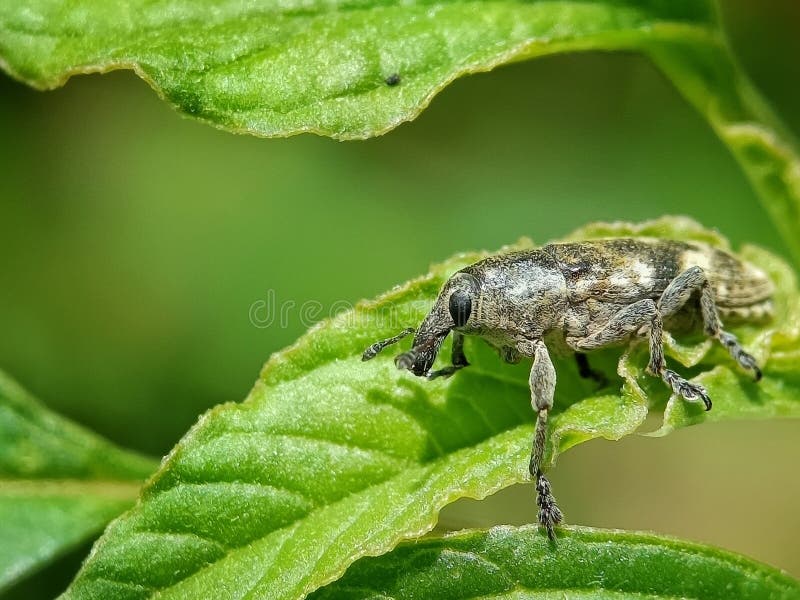 A Weevil on a Leaf—tiny, Precise, and Powerful, Ready To Serve Nature’s ...