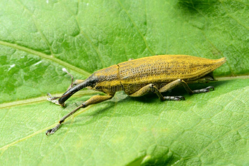 Weevil Lixus Iridis on a Plant Leaf Stock Photo - Image of insect ...