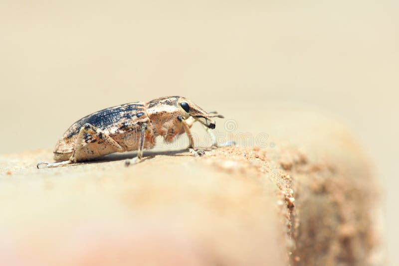 Ground Weevil stock image. Image of entomology, forest - 26568077