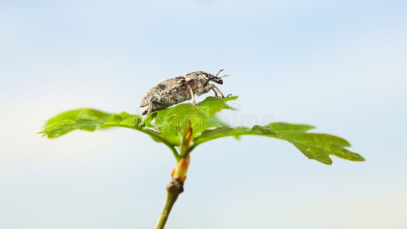 Weevil on oak twig top stock image. Image of lixus, weevil - 260169853