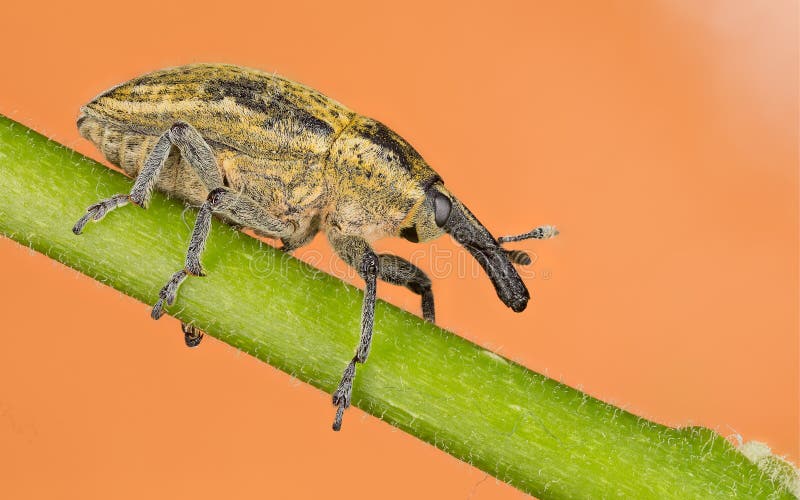 Weevil on orange stock image. Image of wildlife, macro - 90864551
