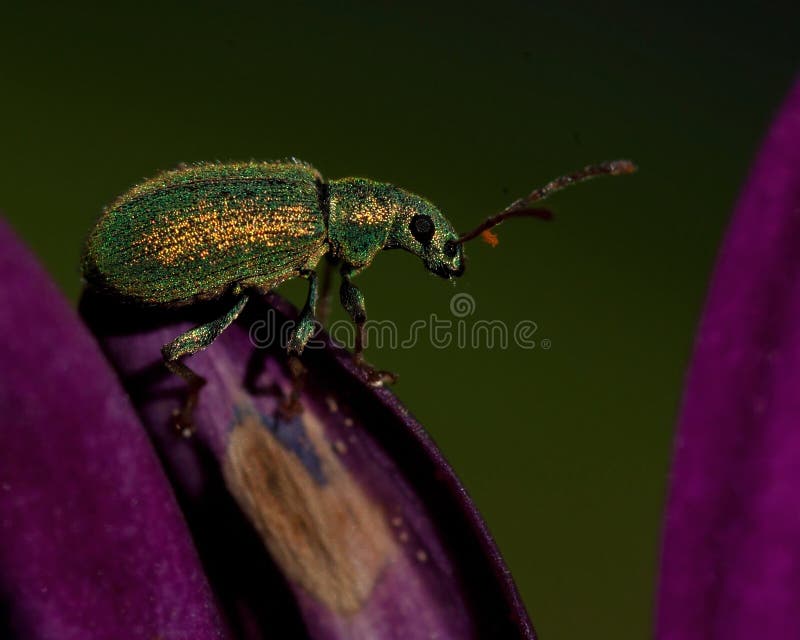 Weevil Phyllobius Maculicornis Stock Image - Image of scuttle, wildlife ...