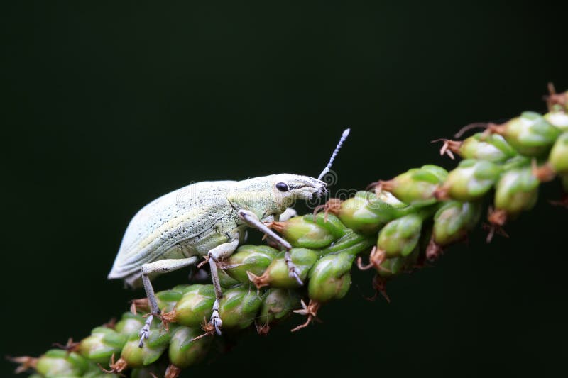 Weevil on plant stock photo. Image of environment, entomology - 382557514