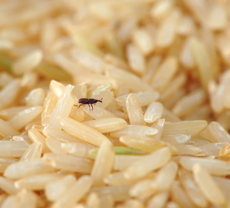 Weevil in rice stock image. Image of macro, insect, seed - 34808303