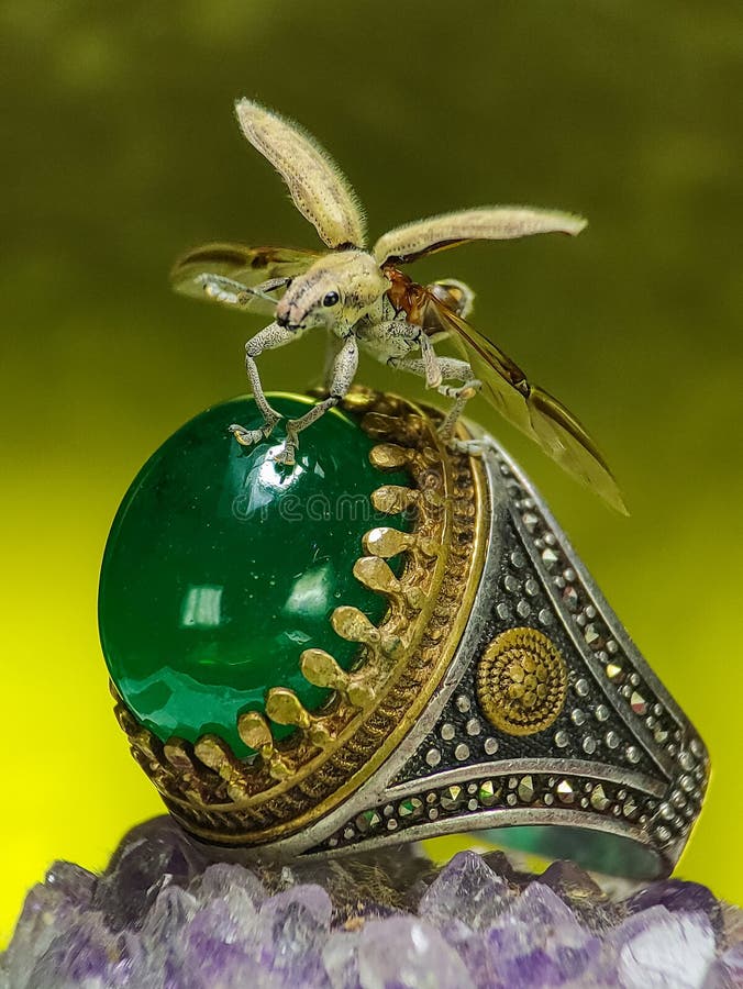 Weevil on the Rings Try To Fly Open Its Wings Stock Image - Image of ...