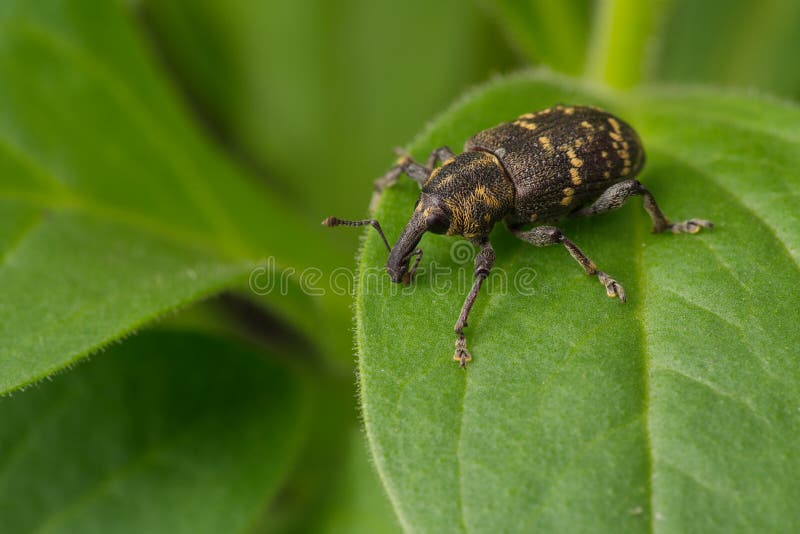 Spotted weevil stock photo. Image of nature, weevil - 102875392