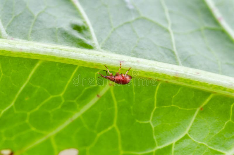 Weevil Sitting on Leaf in Grass Stock Image - Image of grass, nature ...