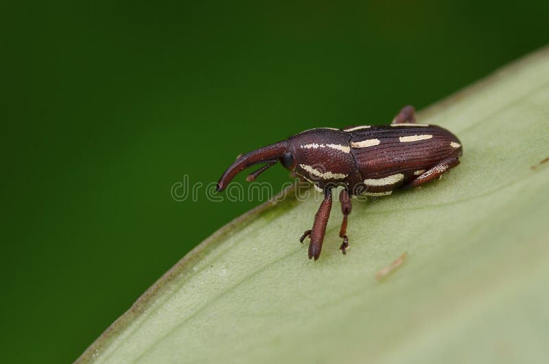 A Cute Weevil on Green Leaf Stock Photo - Image of insect, natural ...