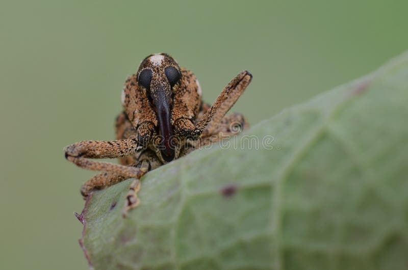 Macro Image of a Cute Weevil on Green Leaf Stock Photo - Image of ...
