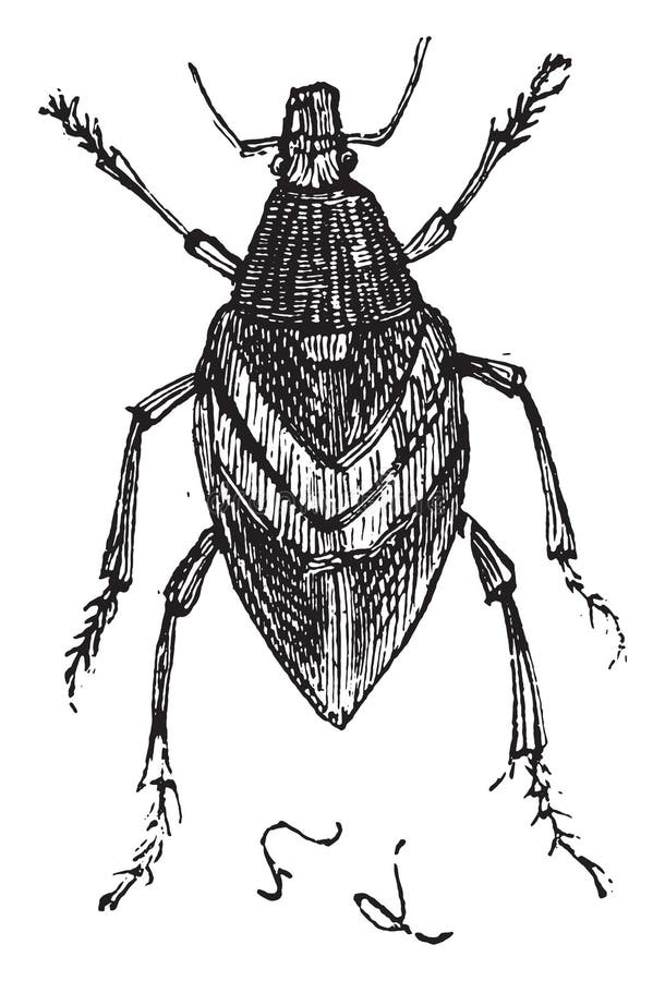 Weevil Drawing Stock Illustrations – 174 Weevil Drawing Stock ...
