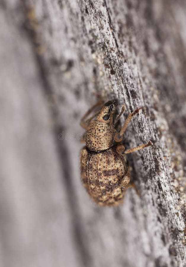 Weevil On Wood, Macro Photo Stock Photo - Image of vertical, color ...