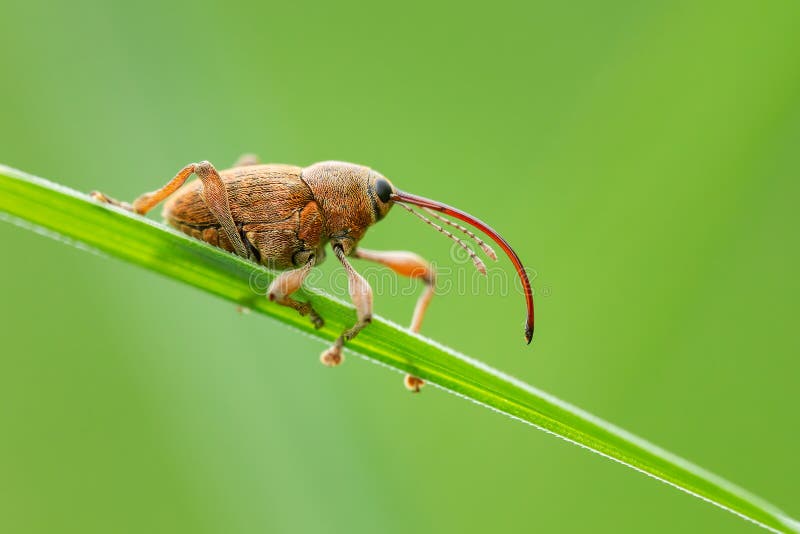 A close-up from a weevil stock photo. Image of close - 181655386