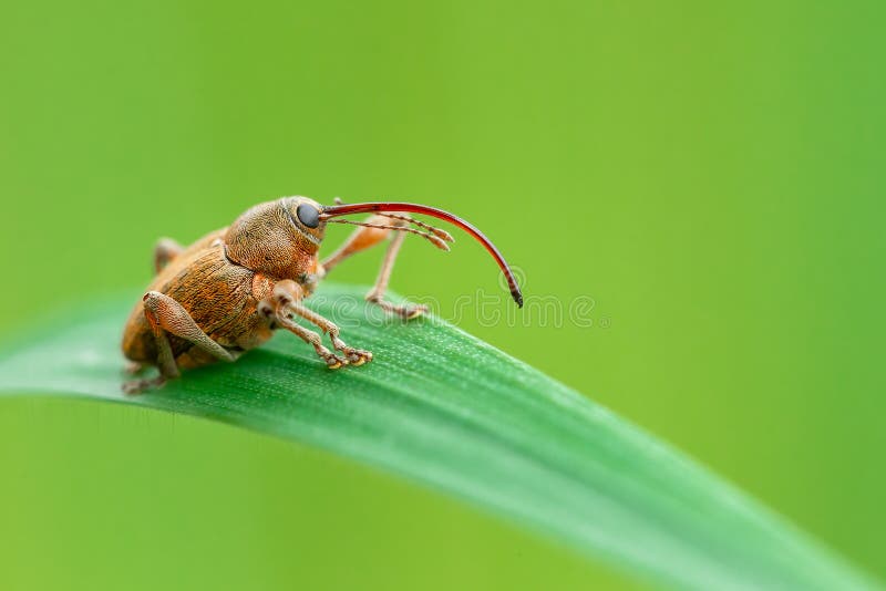 A close-up from a weevil stock image. Image of backround - 181655411