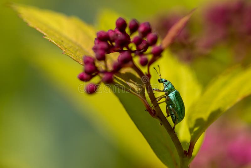 Green Weevil on a Spiral Flower in a Garden Stock Photo - Image of ...