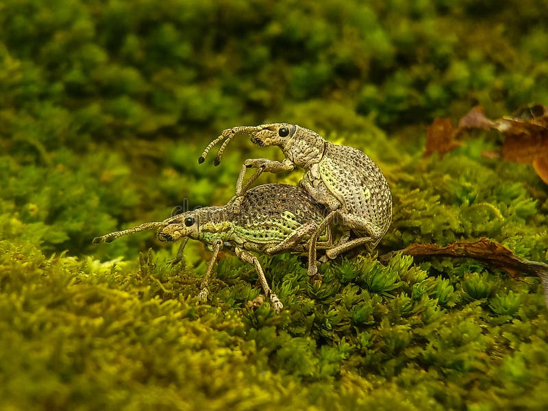 Weevils Mating in Green Moss Stock Image - Image of weevils, gree ...