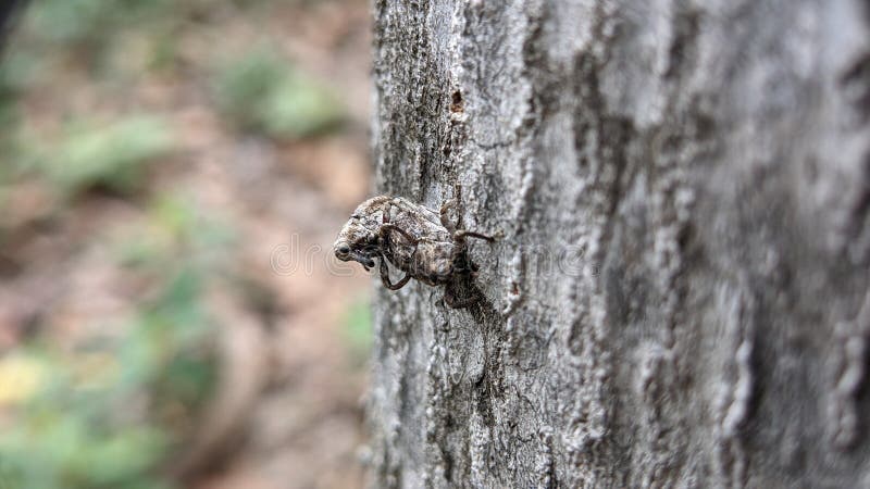 Weevils Mating in the Trees Stock Photo - Image of garden, environment ...