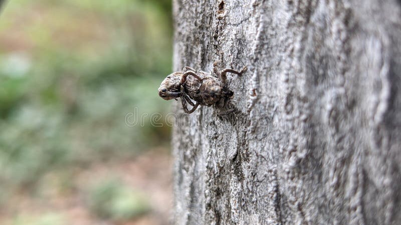 Weevils Mating in the Trees Stock Photo - Image of animal, tree: 300862950