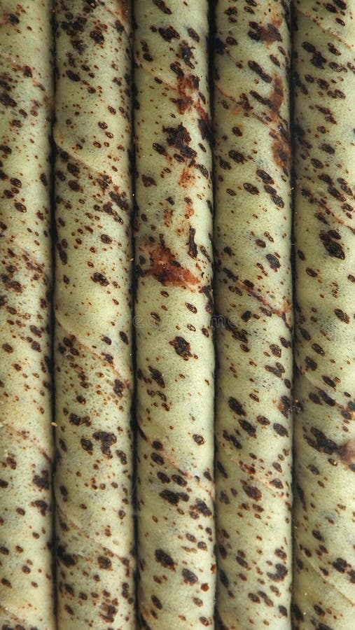Wefer stick stock photo. Image of material, pattern, delicious - 97680774