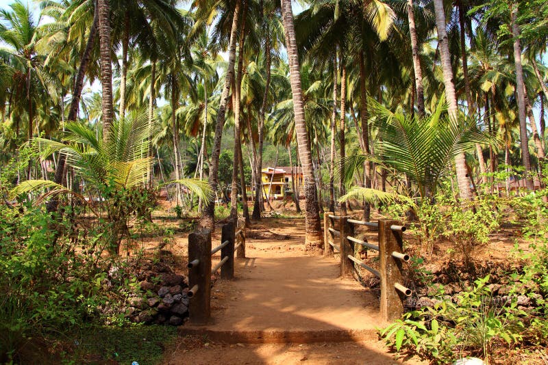 Weg in De Keerkringen Voorbij De Struiken Met Gele Bloemen Stock ...