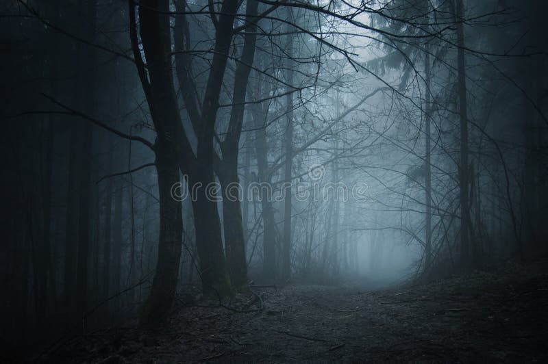 Weg in Donker Bos Met Mist Bij Nacht Stock Foto - Image of nave ...