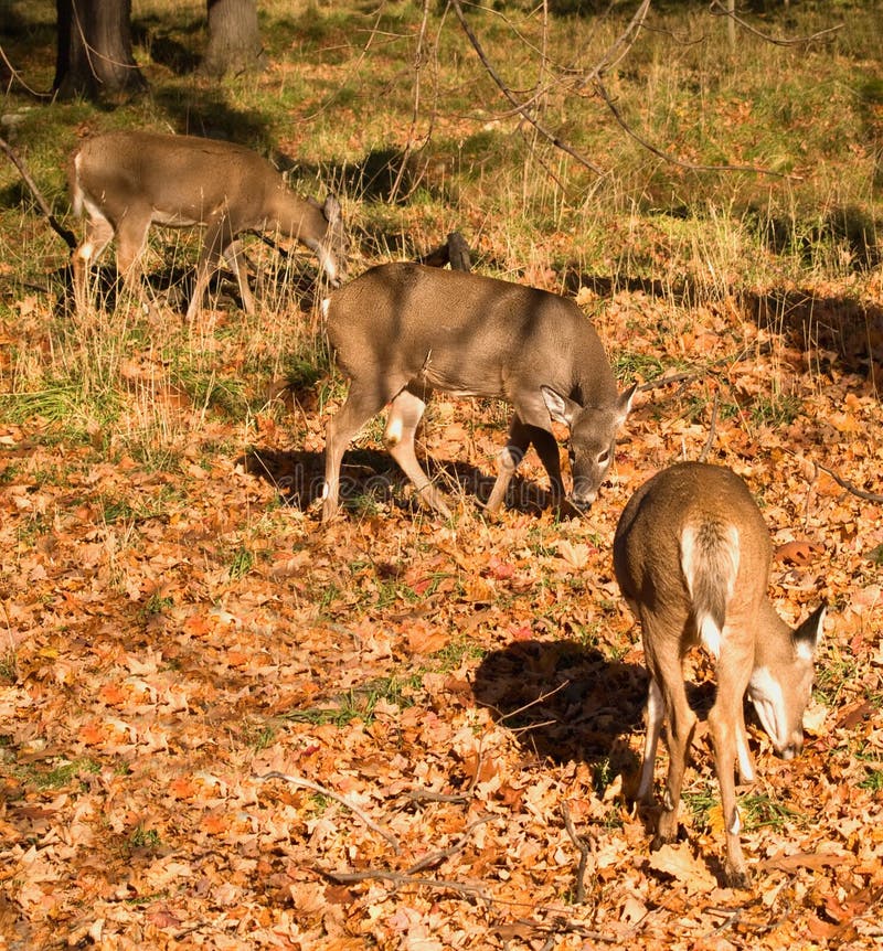Rotwild, Die Gras Auf Wiese Im Wald Mit Wolke Essen Stockbild - Bild ...