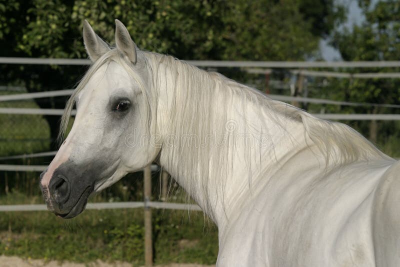 Arabische Stute Bereit Zum Springen Stockfoto - Bild von frei, heck ...